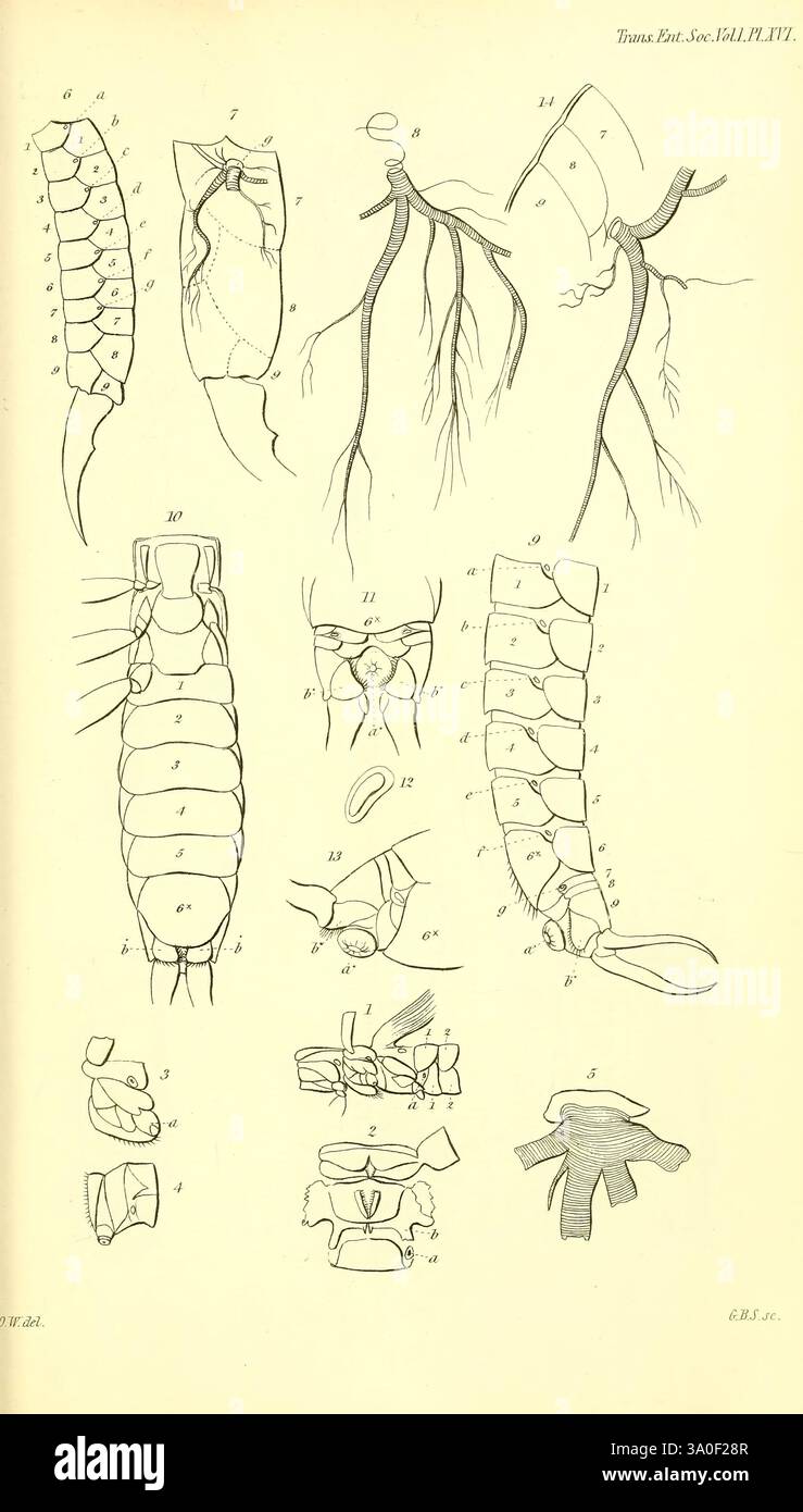 Detailed anatomical study of various crustacean species hi-res stock ...