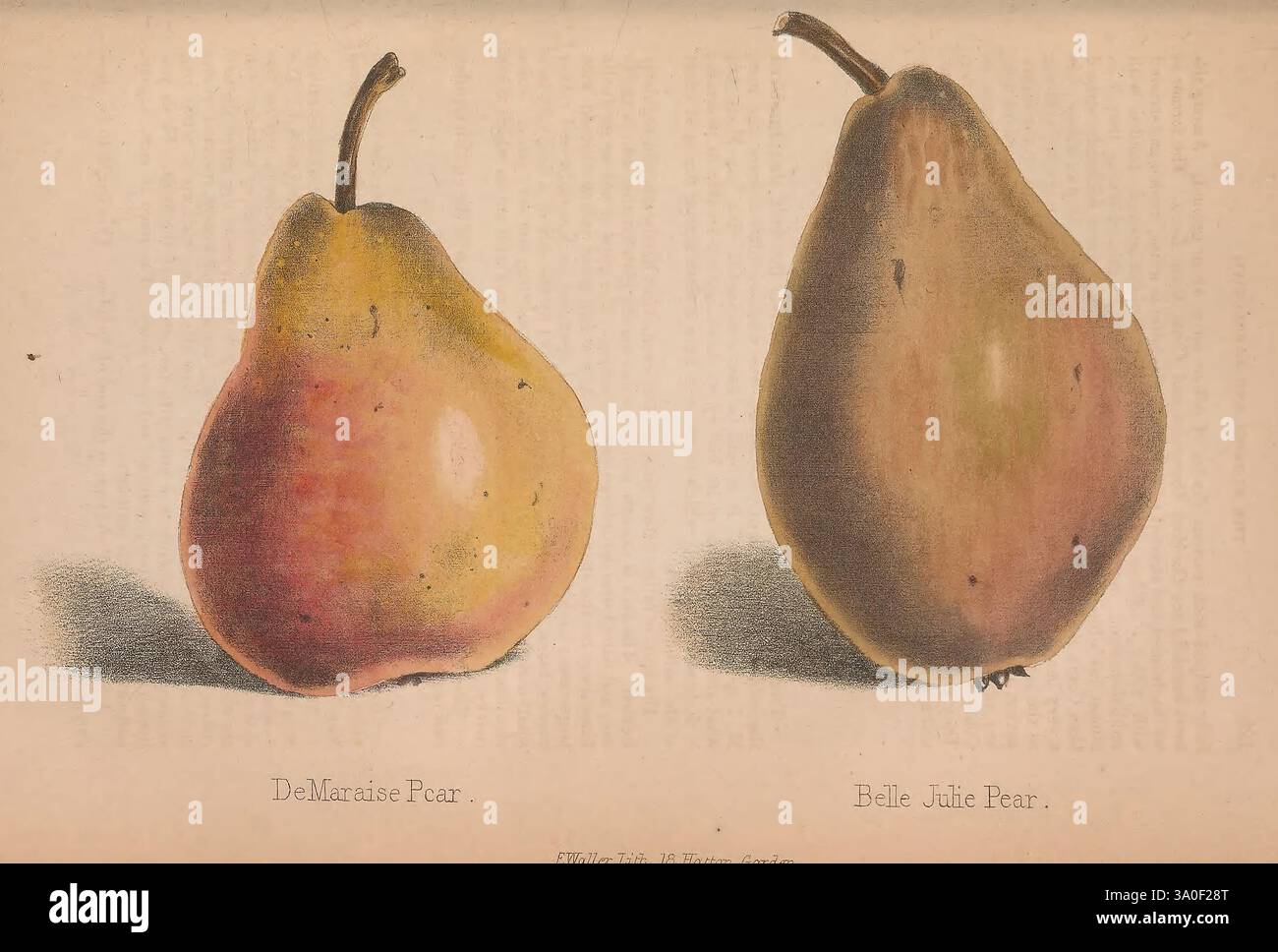 Two distinct varieties of pears hi-res stock photography and images - Alamy