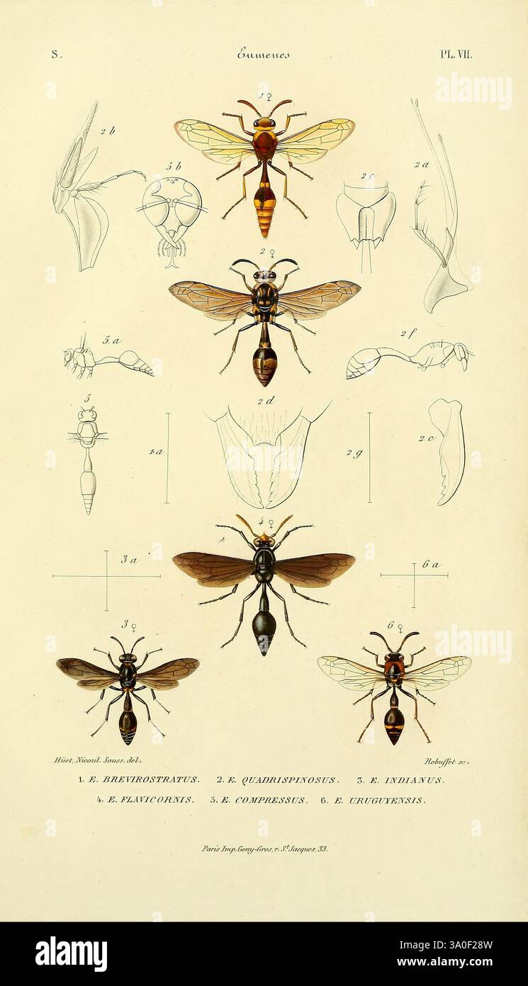 Labeled diagram of specific anatomical features hi-res stock ...
