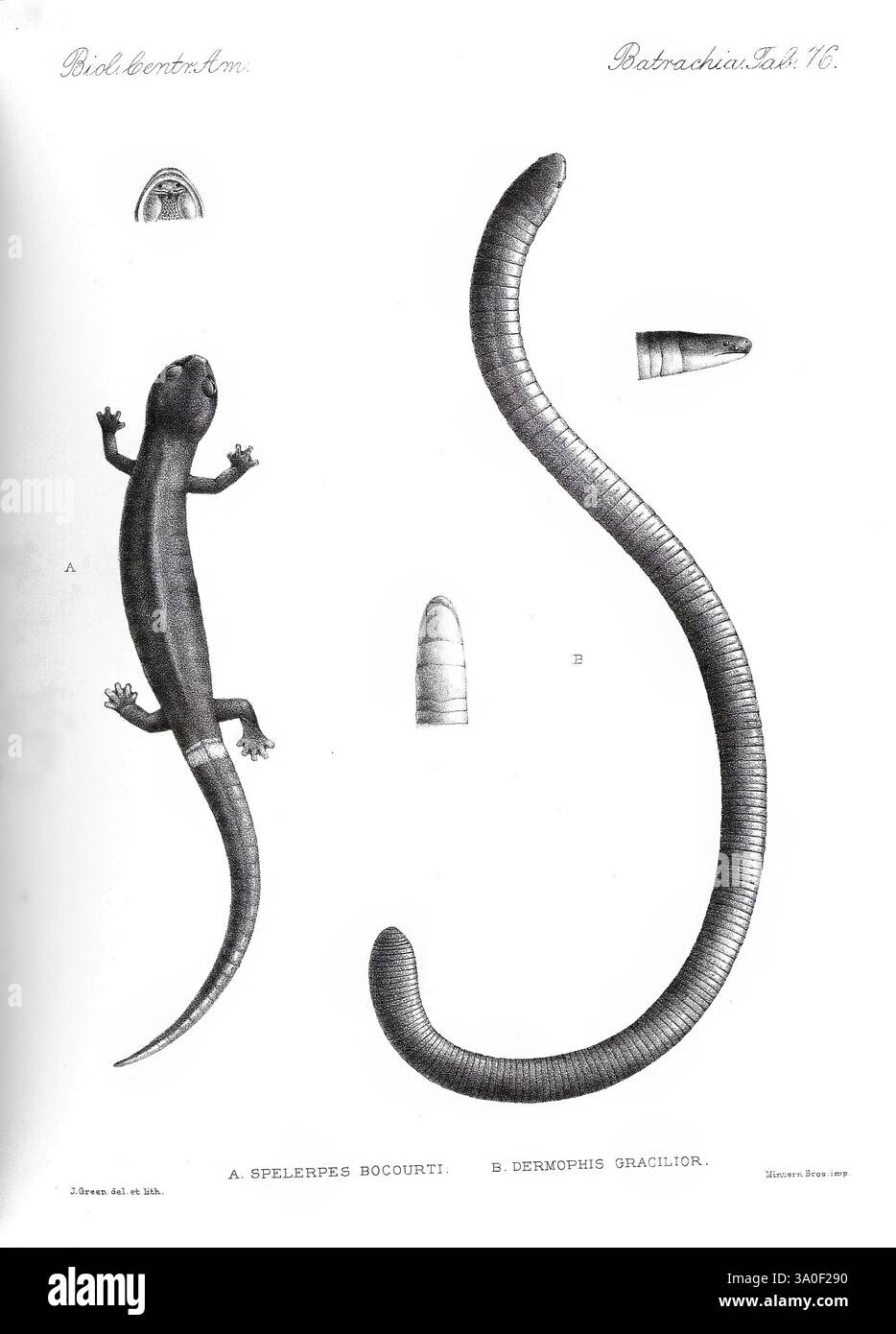 Two types of reptiles hi-res stock photography and images - Alamy