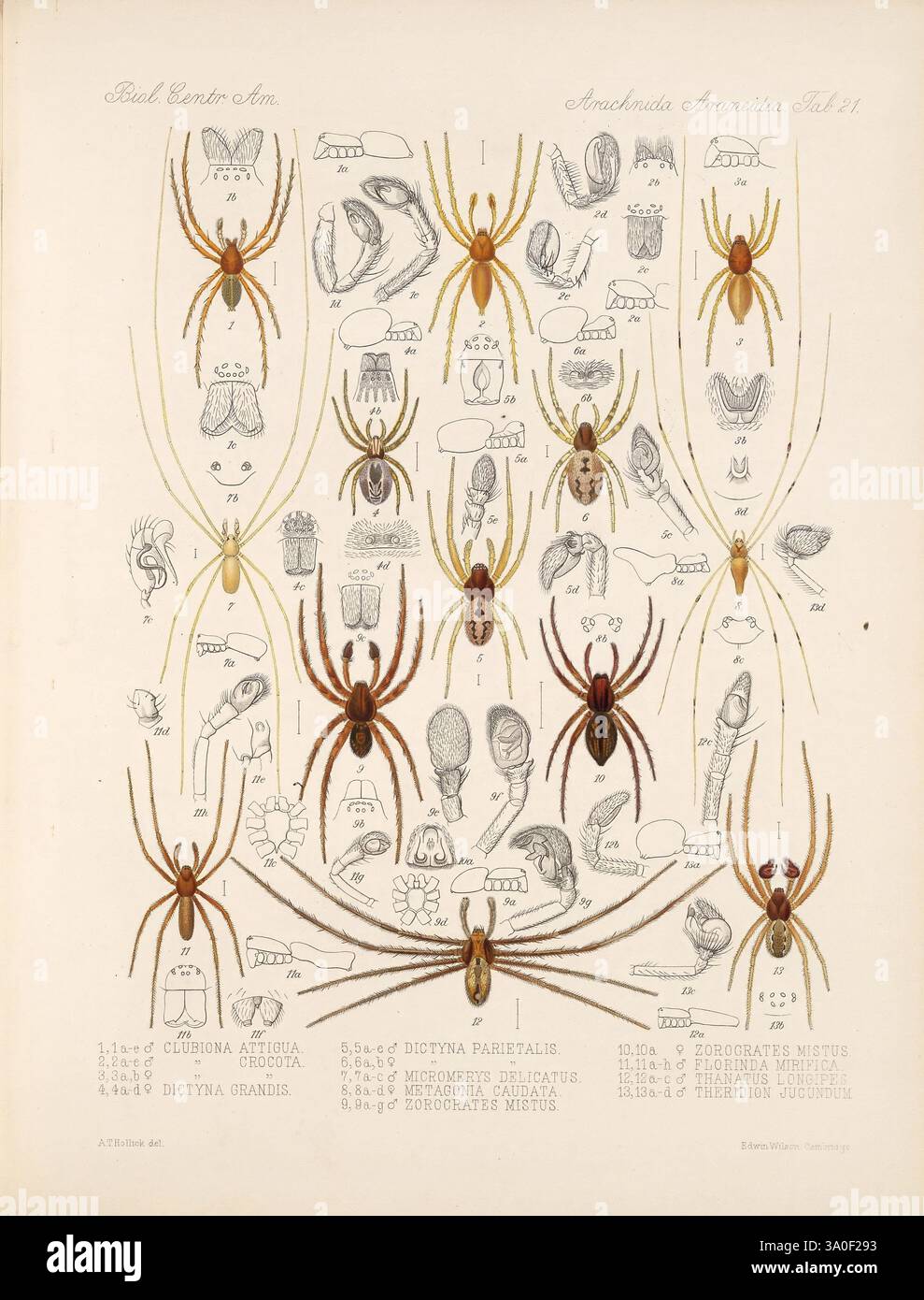 Biologia Centrali-Americana London Published for the editors by R. H ...