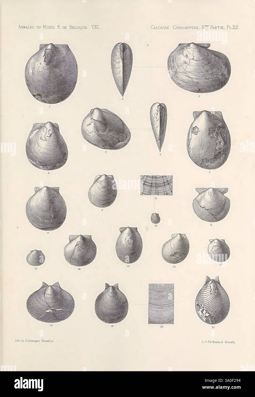 Detailed study of various types of shell specimens hi-res stock ...