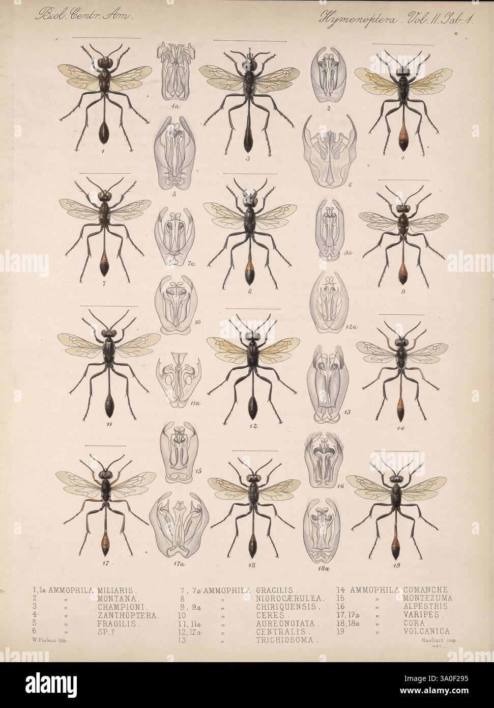 Distinct types of ants hi-res stock photography and images - Alamy