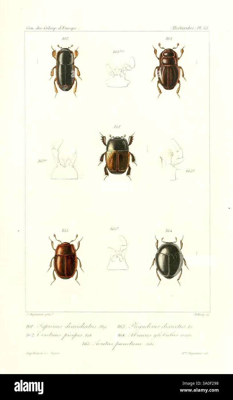 Genera des coléoptères d'Europe Paris, Chez A. Deyrolle, 1857-1868 ...