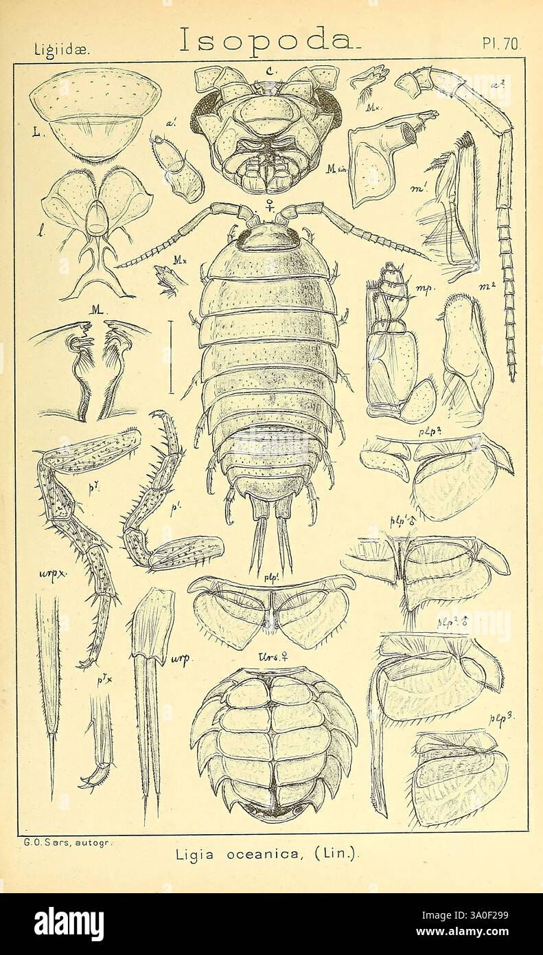 Various anatomical features of isopods hi-res stock photography and ...