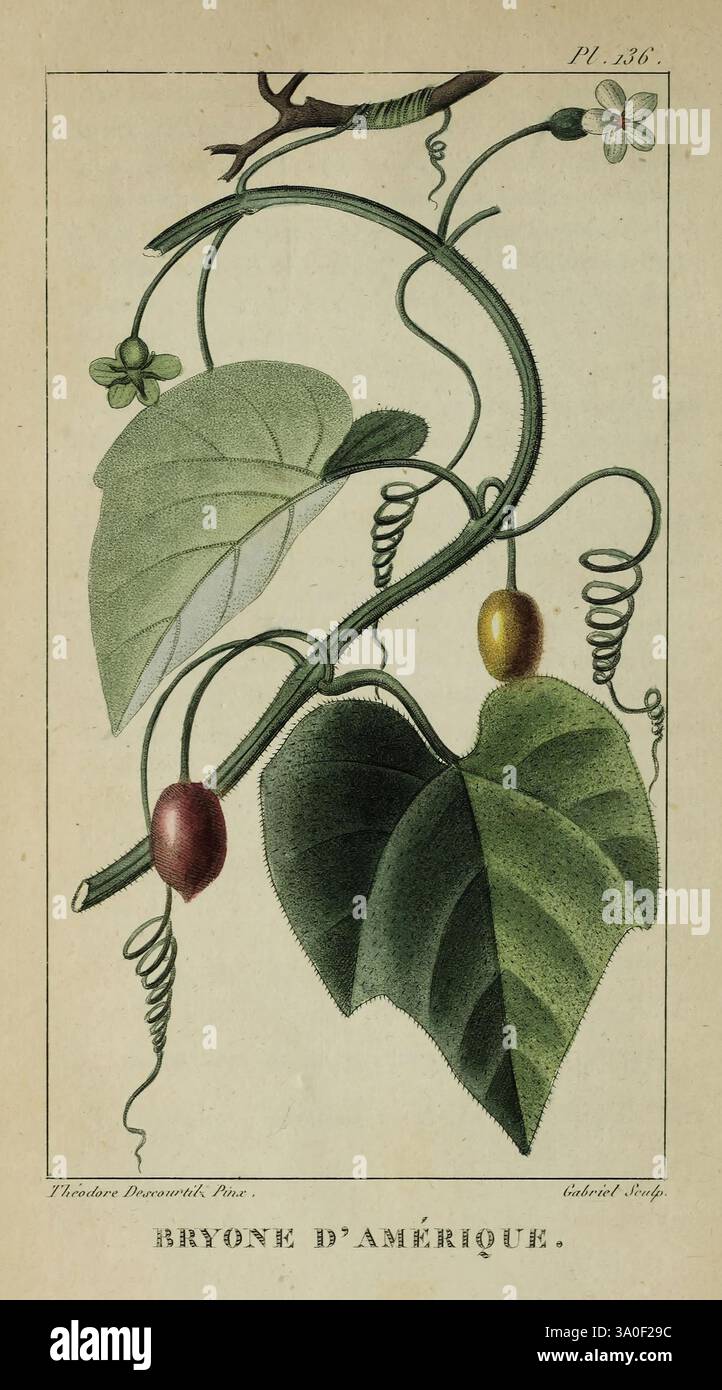 Bryone damerique hi-res stock photography and images - Alamy
