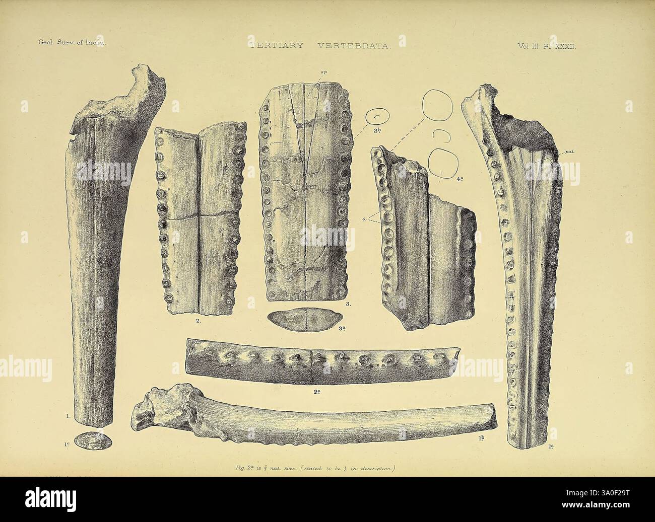 Vertebrae illustrates different orientations hi-res stock photography ...
