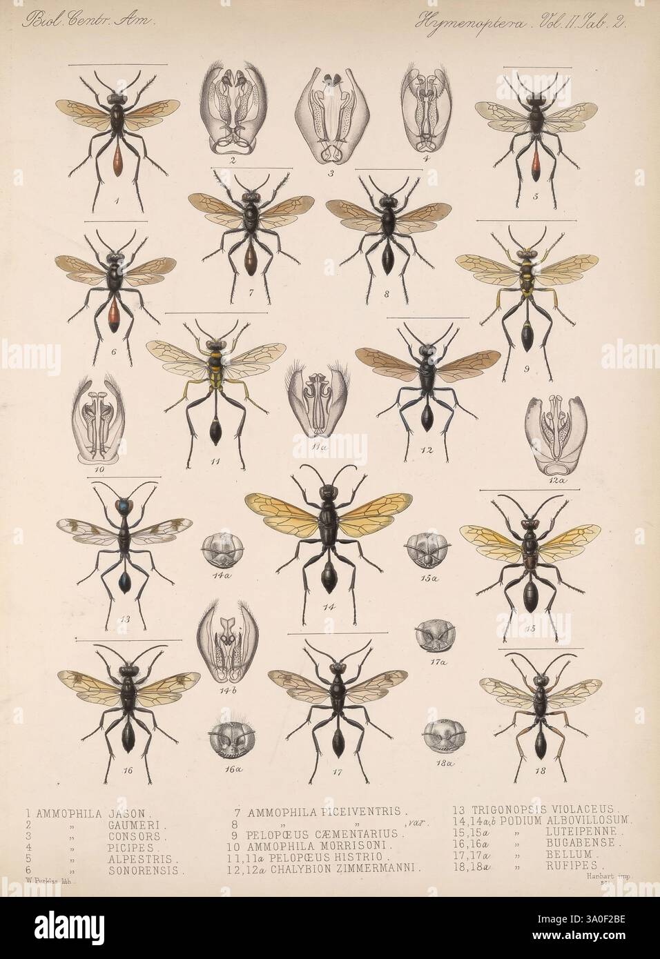 Biologia Centrali-Americana London, 1879-1915, archaeology, botany ...