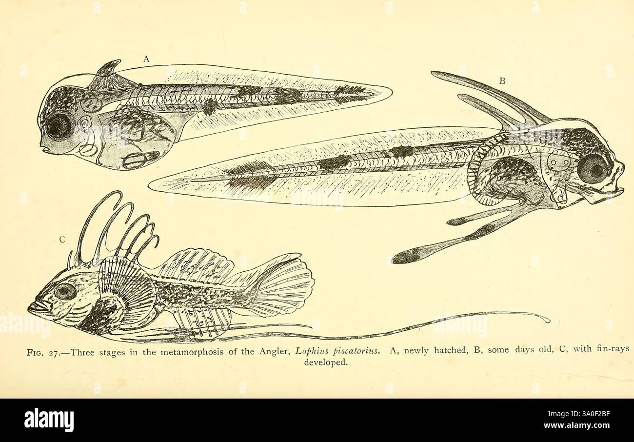 Reptiles, Amphibia, Fishes, Lower Chordata, London, Methuen, 1912 ...
