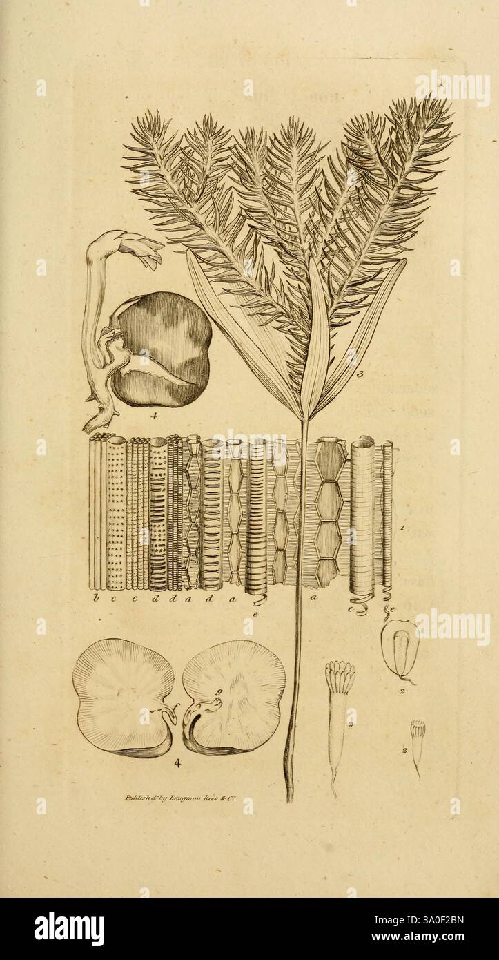 An, Introduction, to, Physiological, and, Systematical, Botany, London ...