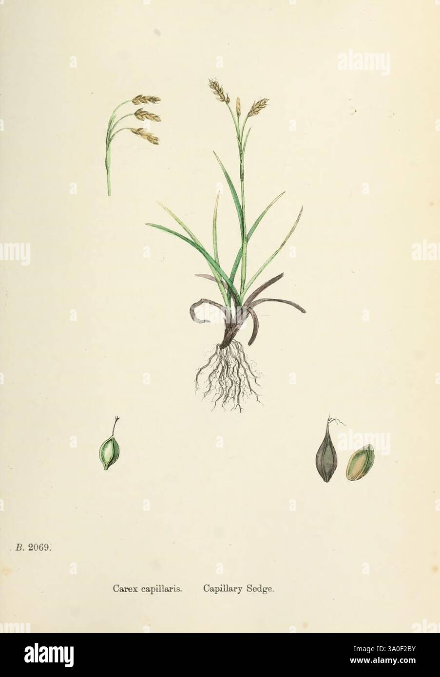 English, botany, or Coloured, figures, of, British, plants, London, R ...