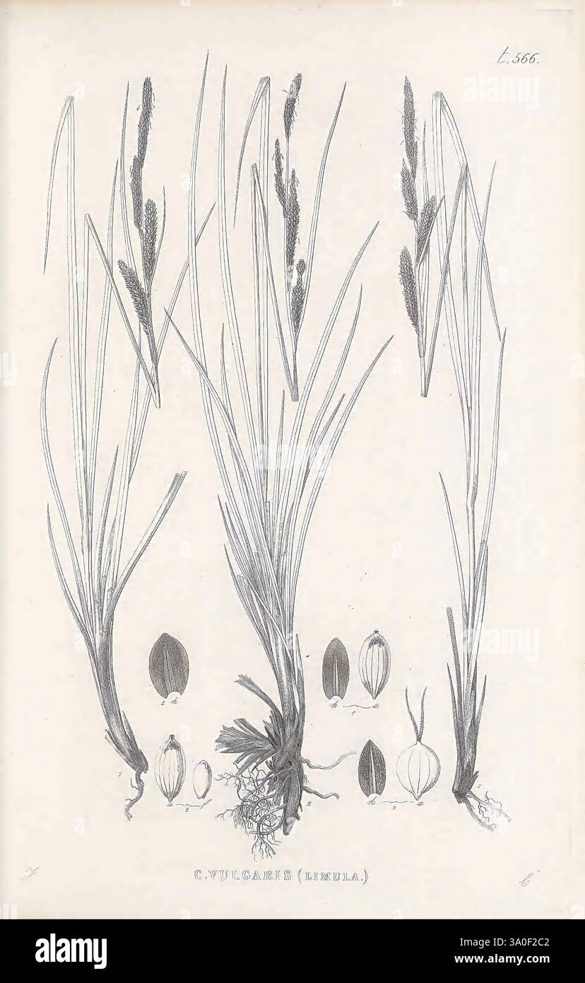 Illustrations of the Genus Carex, London, William Pamplin, 1858-1867 ...