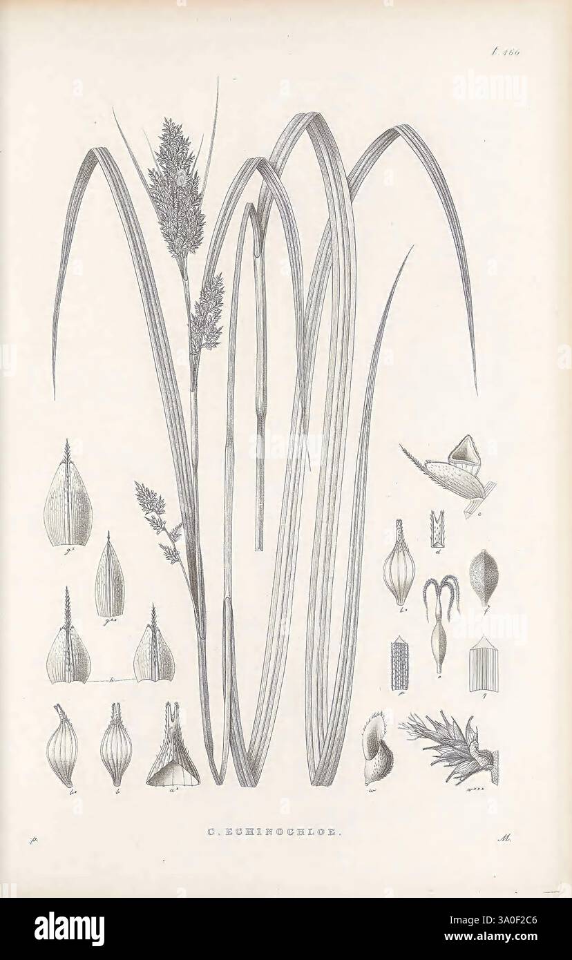 Detailed renderings of different seed forms hi-res stock photography ...