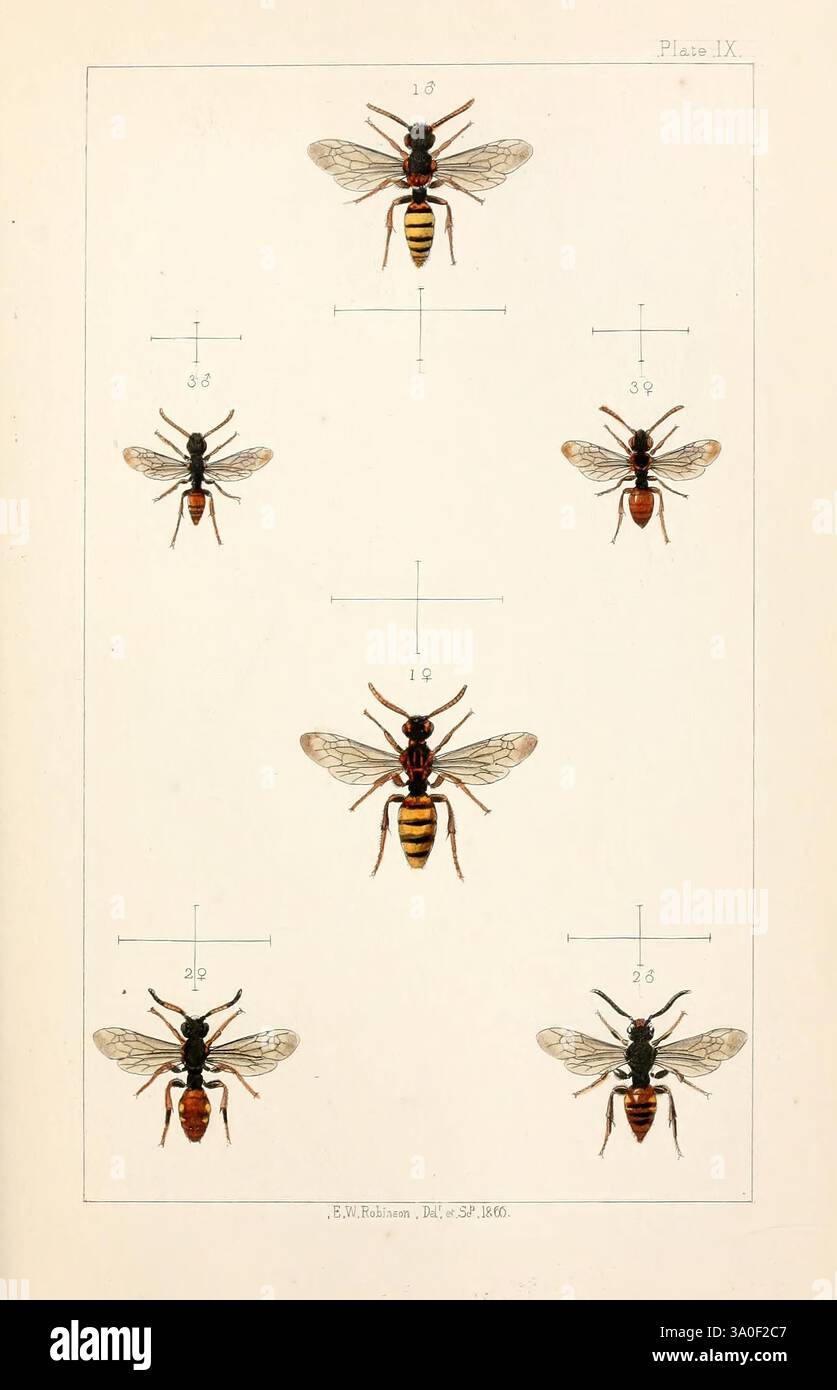 British bees London L. Reeve & Co. 1866 Great Britain bees insects ...