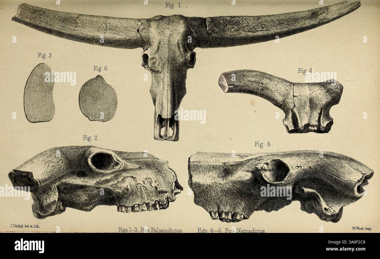 Various anatomical features of cetacean skulls hi-res stock photography ...