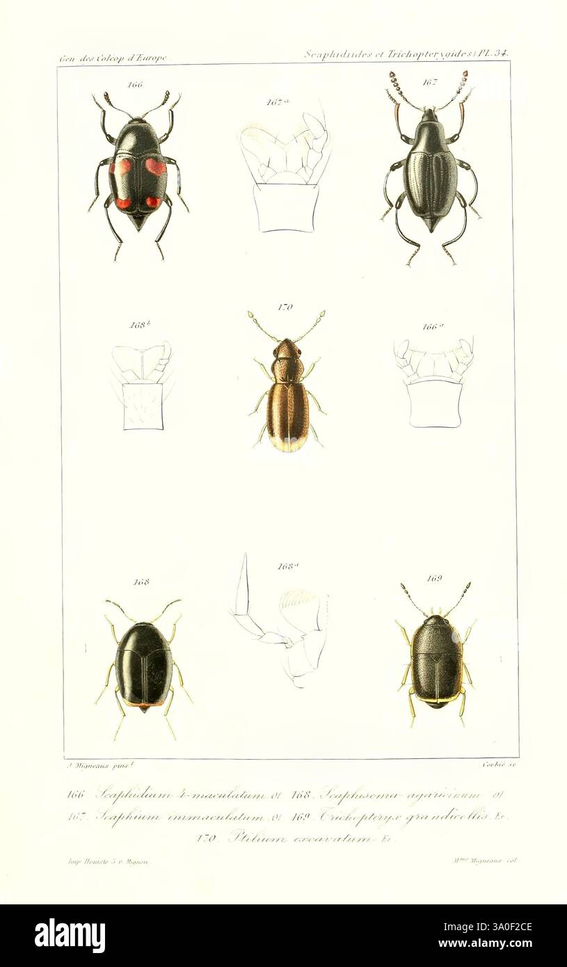 Detailed drawings of various beetle species hi-res stock photography ...