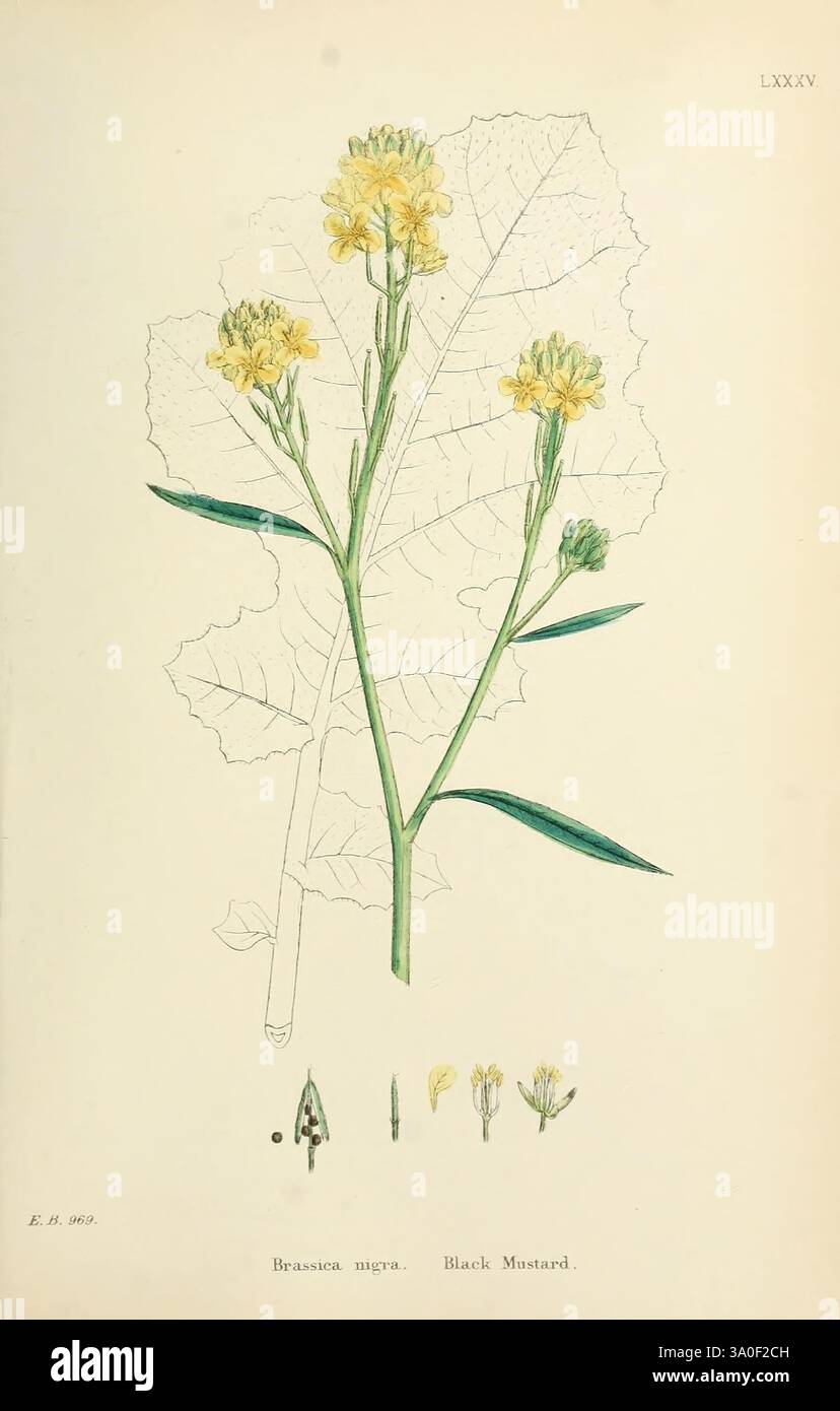 English Botany Coloured figures of British plants London R. Hardwicke ...