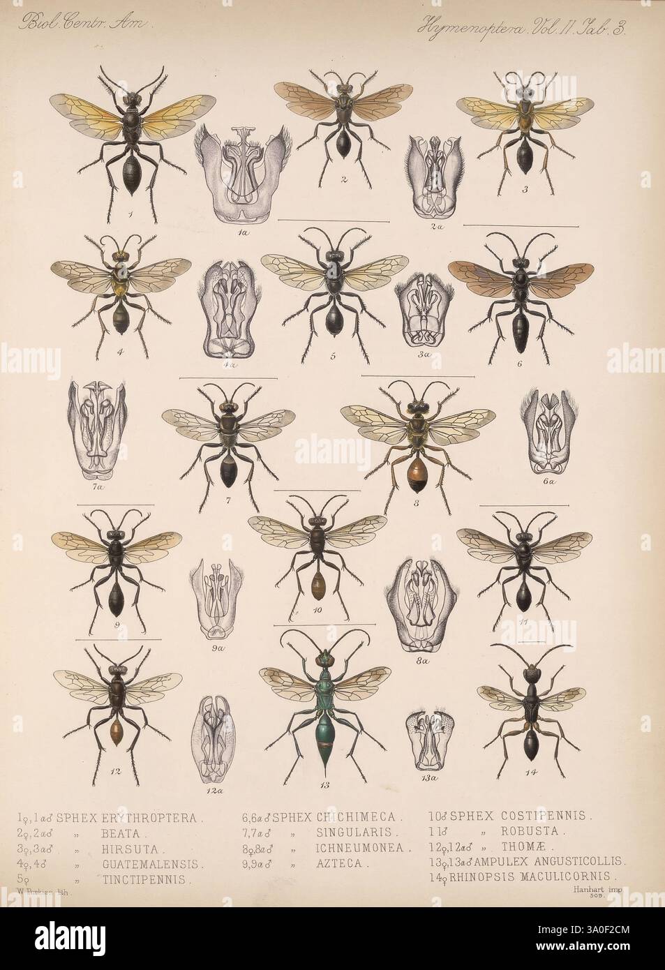 Biologia Centrali-Americana London, 1879-1915 archaeology, botany ...