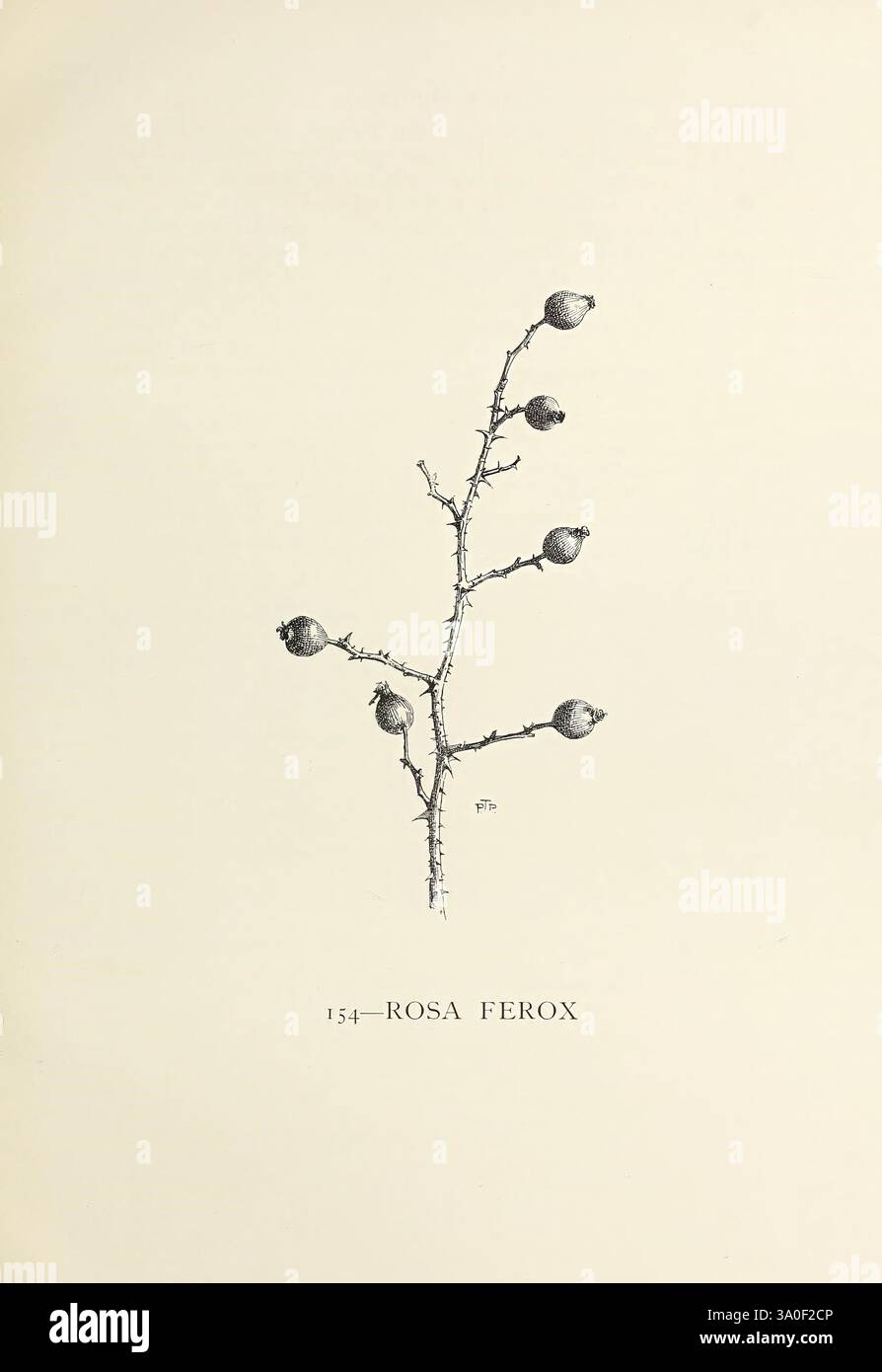 Rosa ferox species hi-res stock photography and images - Alamy