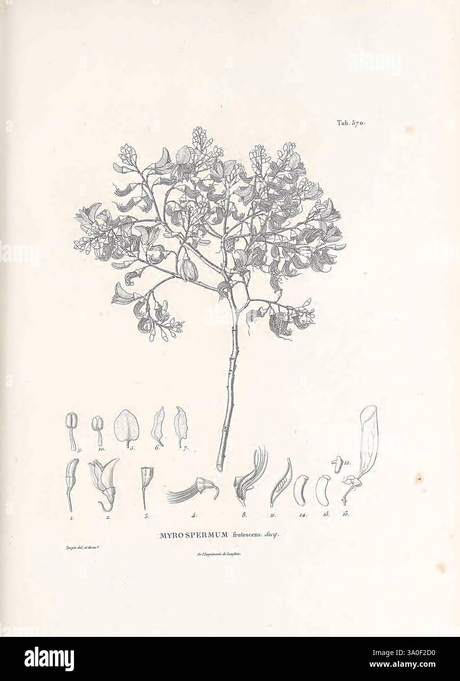 Labeled sketches of various flower parts hi-res stock photography and ...
