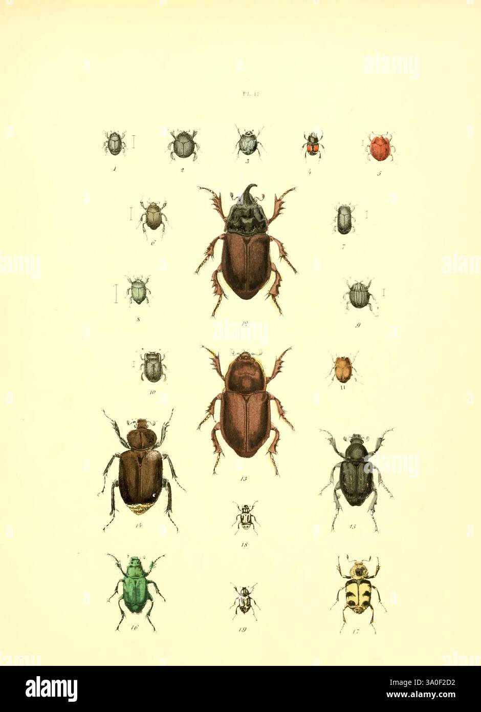 Musée, entomologique, illustré, t.1, Paris, Rothschild, 1876-1878 ...