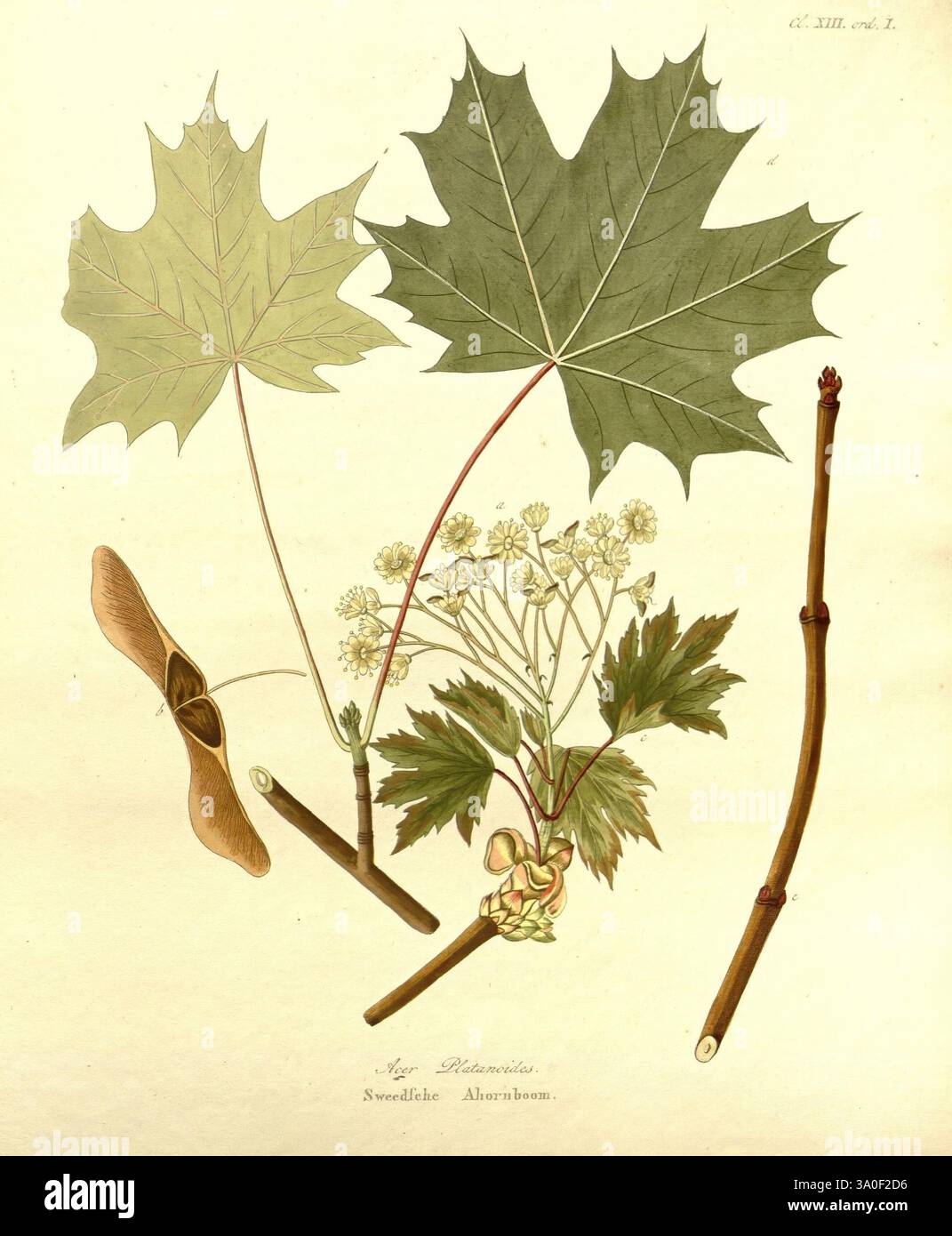 Distinctive samara fruit hi-res stock photography and images - Alamy