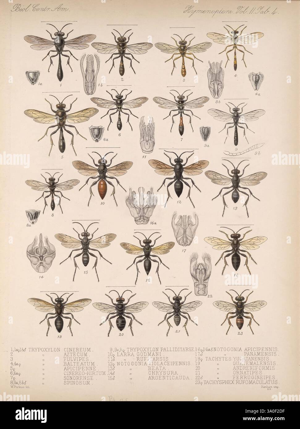 Detailed scientific study of various species of wasps hi-res stock ...