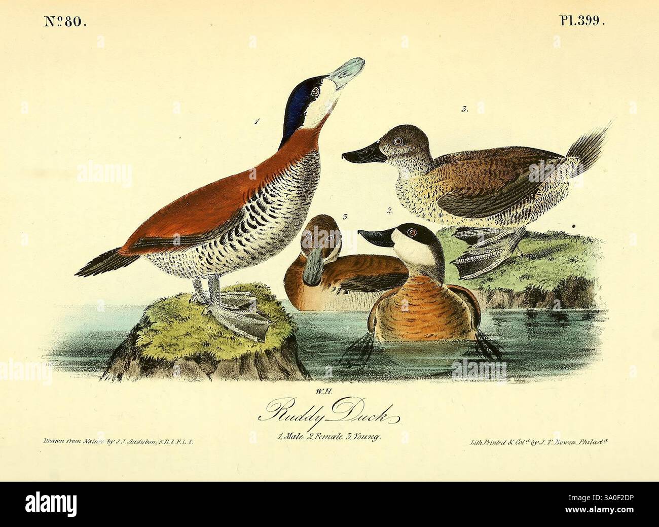 Pudgy ducks hi-res stock photography and images - Alamy