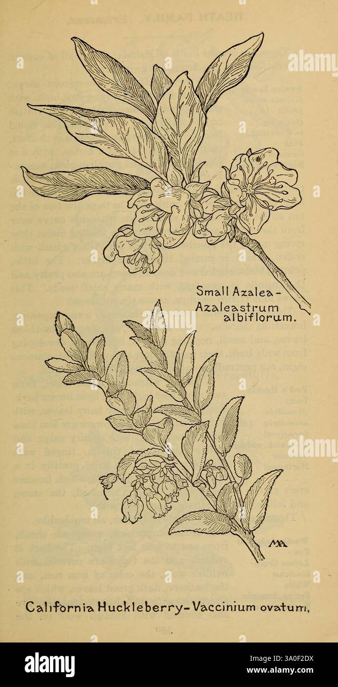Field book of western wild flowers, New York, 1915, identification ...