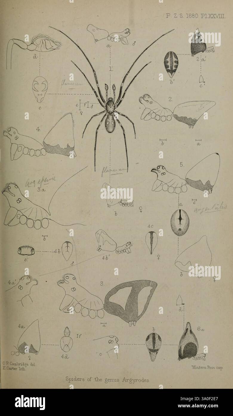 Detailed sketches of different spider forms hi-res stock photography ...