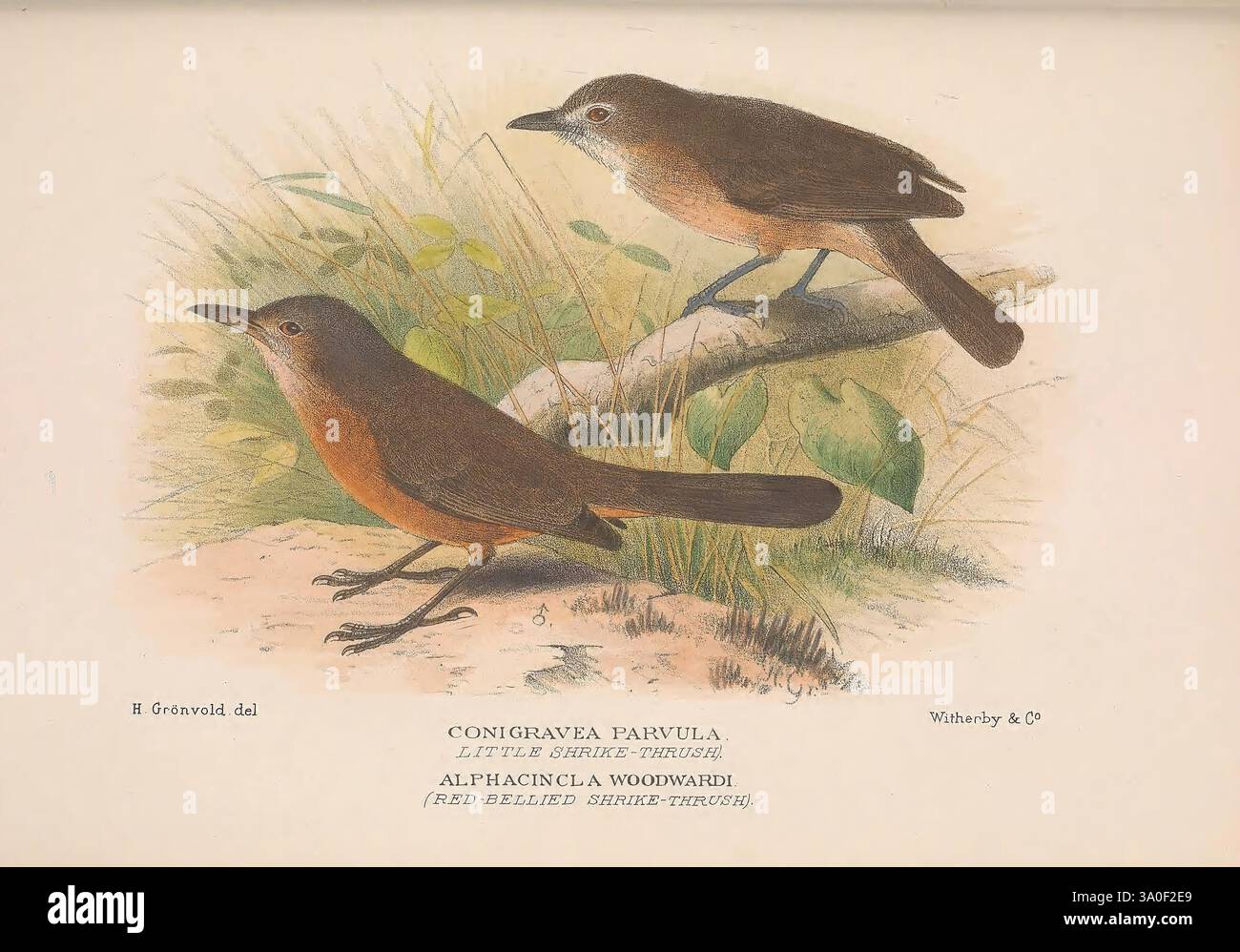 The Birds of Australia London, Witherby & Co, 1910-1927, Australia ...
