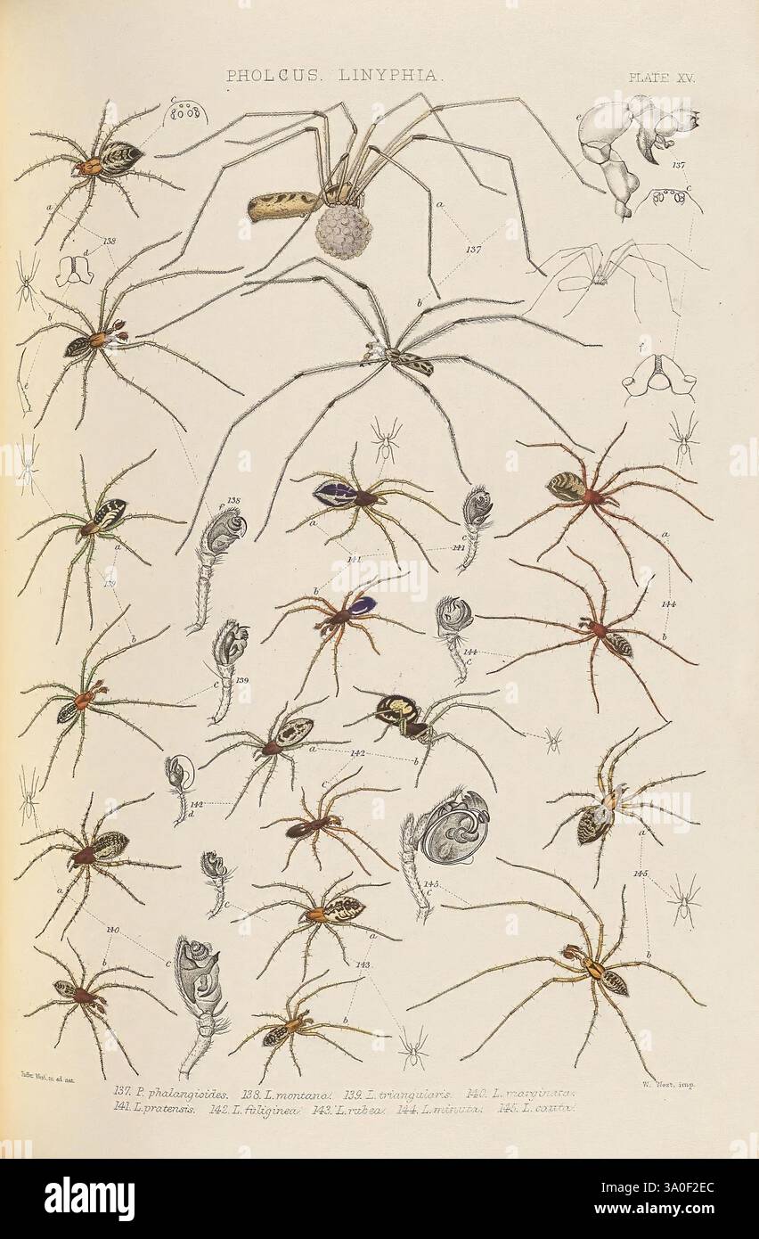 Smaller depictions of spiders in various poses hi-res stock photography ...