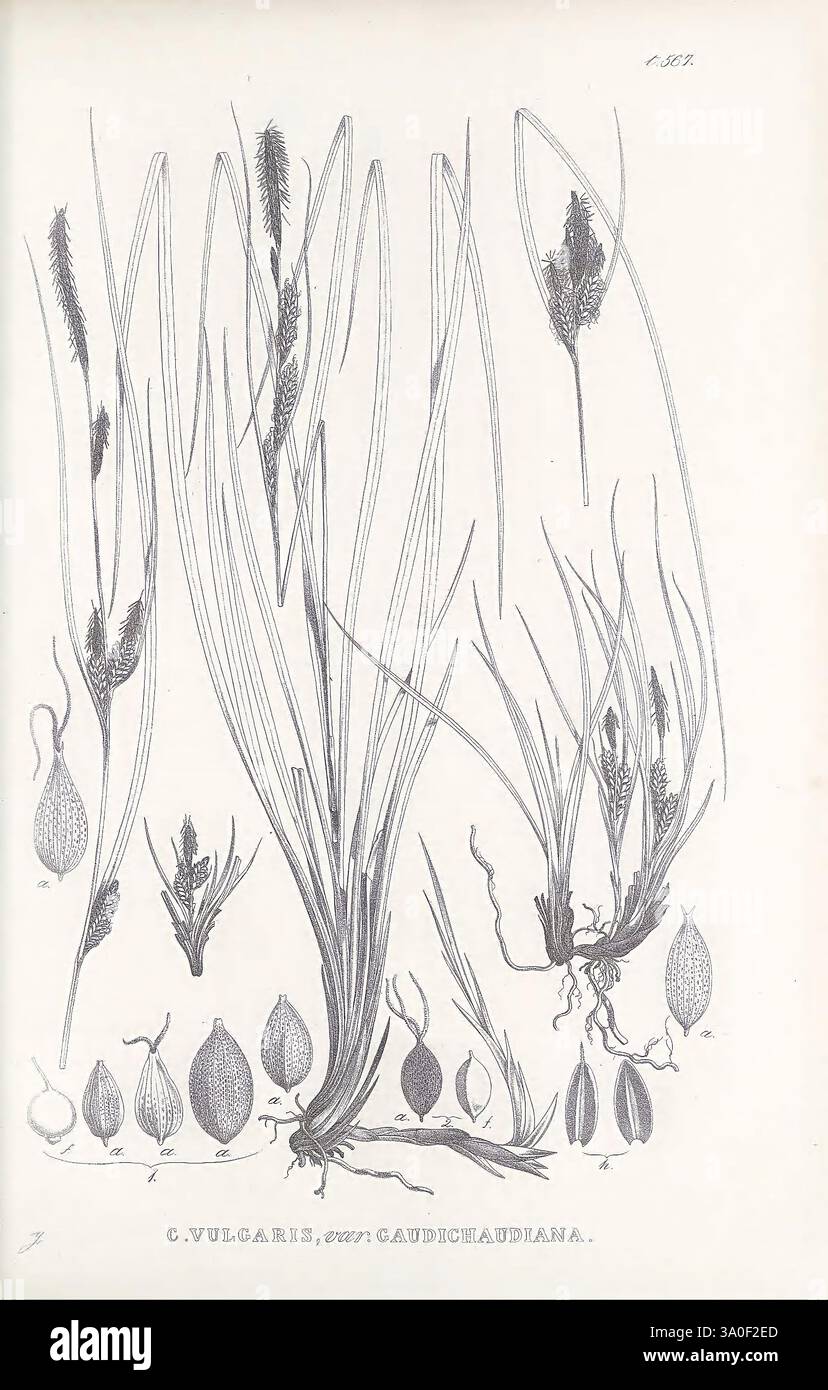 Illustrations of the genus Carex, London, William Pamplin, 1858-1867 ...
