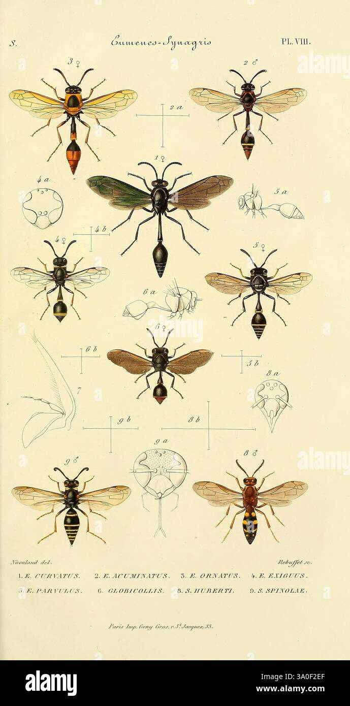 Études sur la famille des Vespidae Paris V. Masson 1852-1858 Eumenes ...
