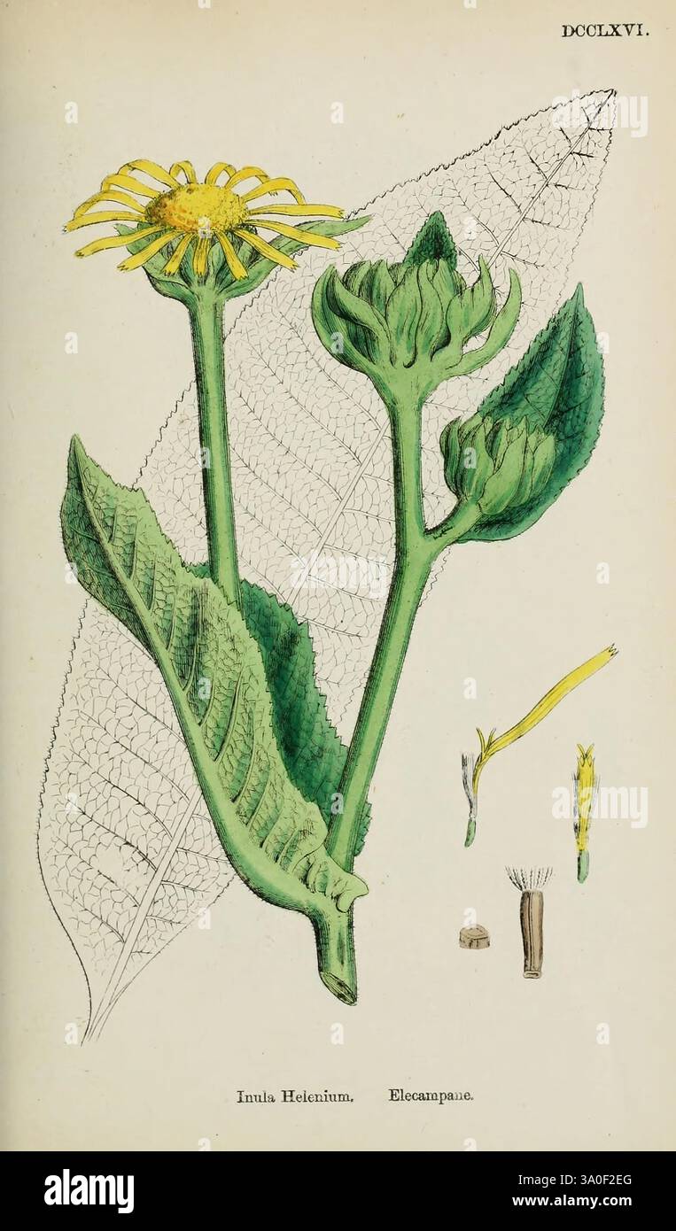Botanical study of inula helenium hi-res stock photography and images ...
