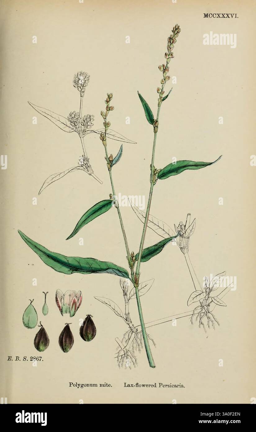 English botany Coloured figures British plants London R. Hardwicke 1863 ...
