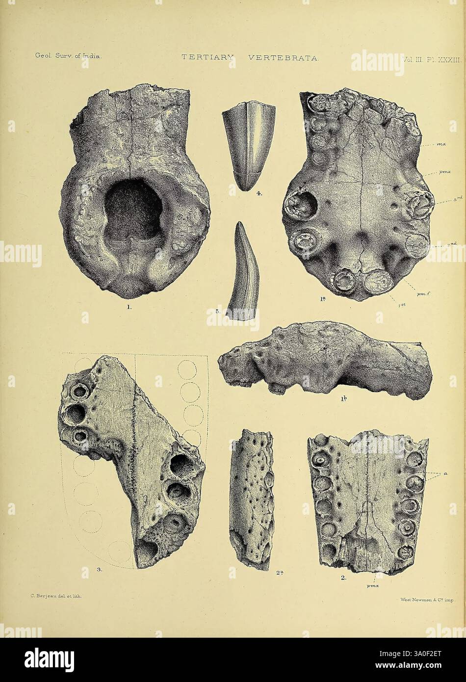 Features multiple views of skeletal structures hi-res stock photography ...