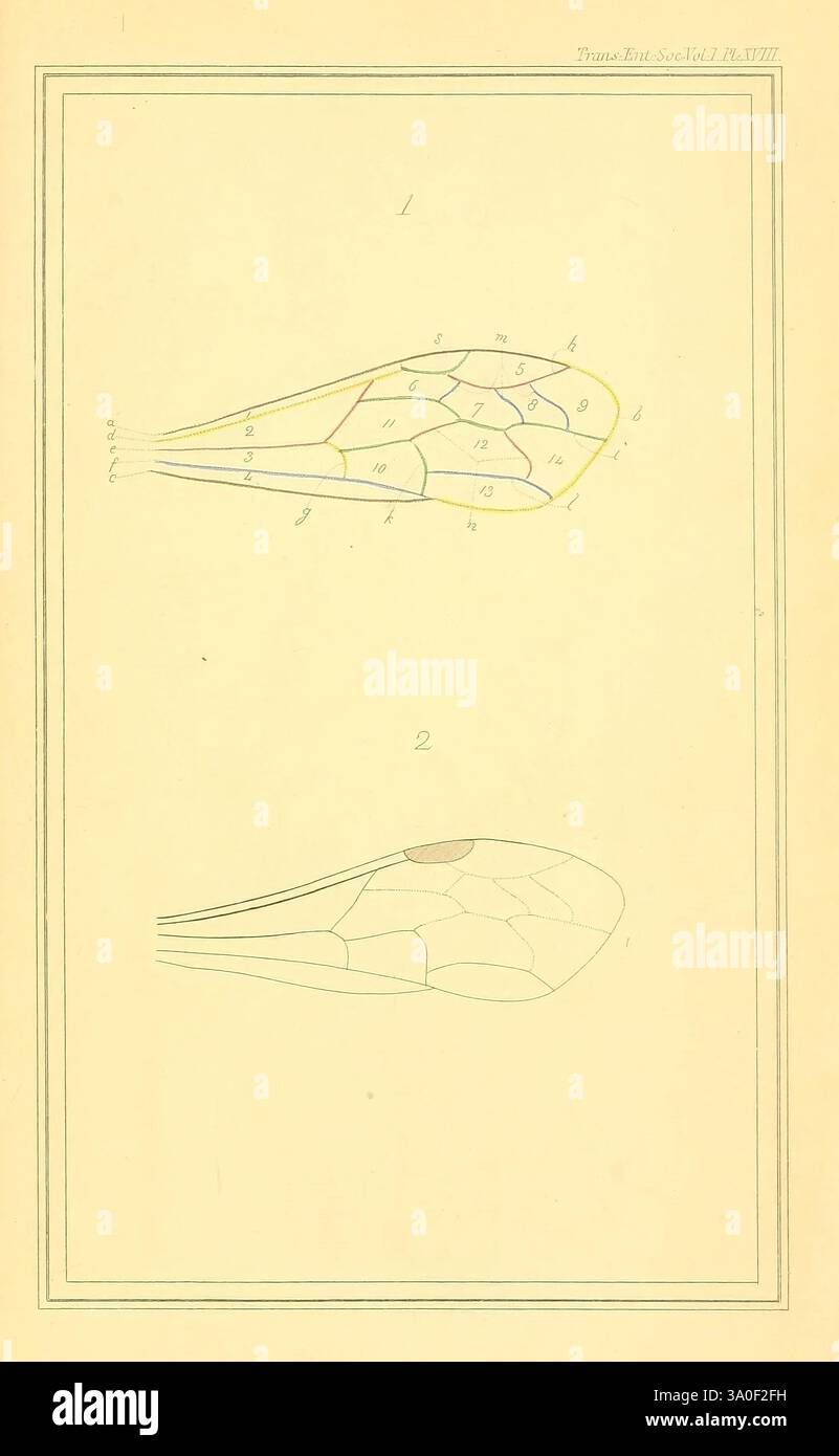 Illustration depicts two detailed studies of wings hi-res stock ...