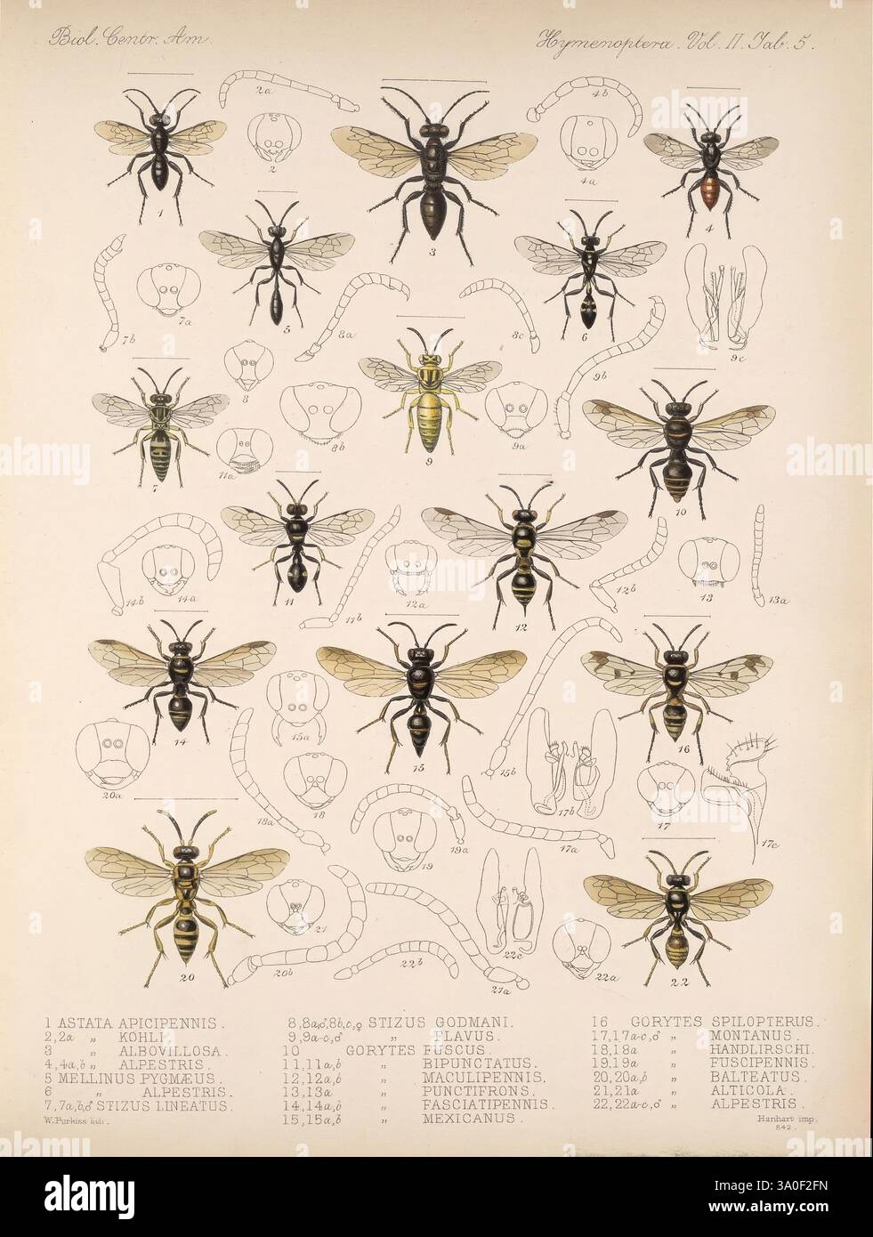 Biologia Centrali-Americana London, 1879-1915, archaeology, botany ...