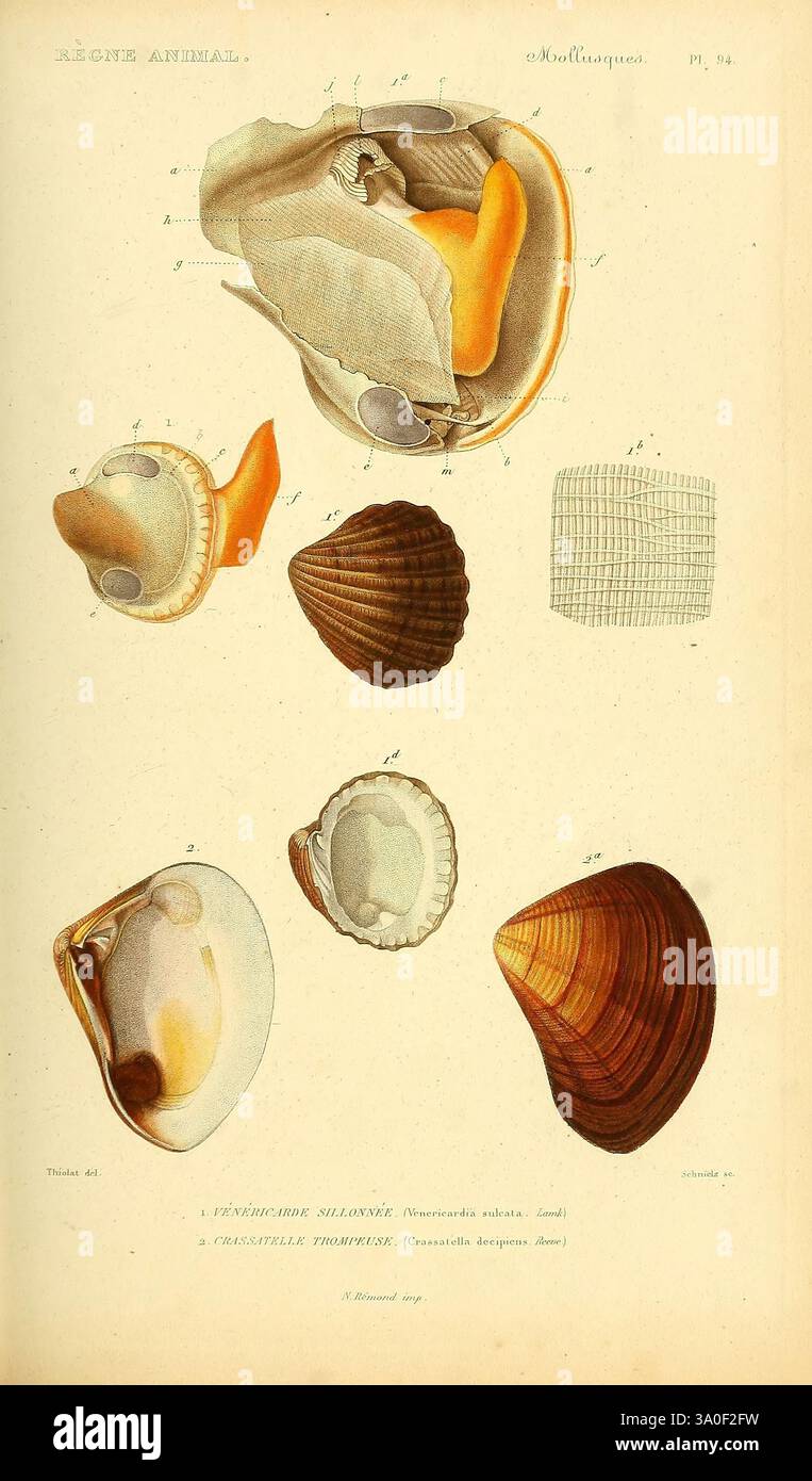 Several views of different shell types hi-res stock photography and ...