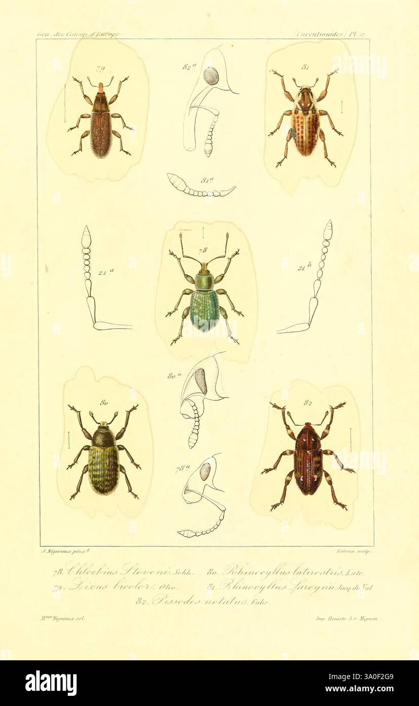 Genera des coléoptères d'Europe Paris, Chez A. Deyrolle, 1857-1868 ...