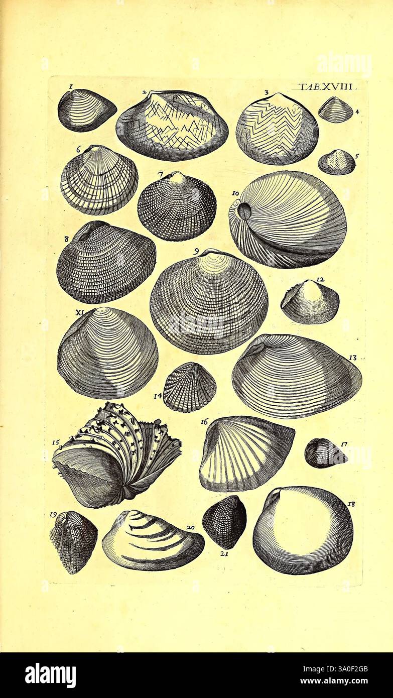 Plants shells birds spiders insects lizards hi-res stock photography ...