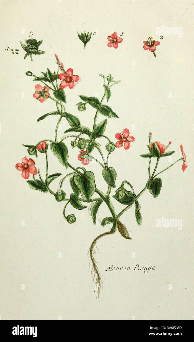 Flora Parisiensis Paris, P.F. Didot, 1776-1783, plants, plant, Paris ...