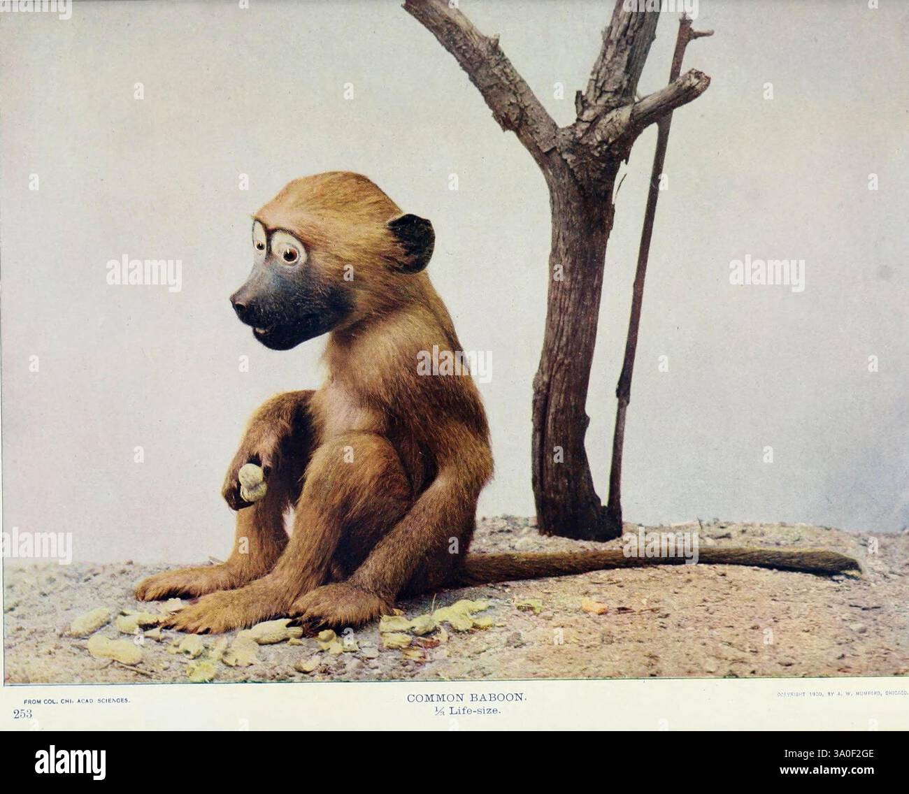 Nature Neighbors v.5 Chicago American Audubon Association [c1914 ...