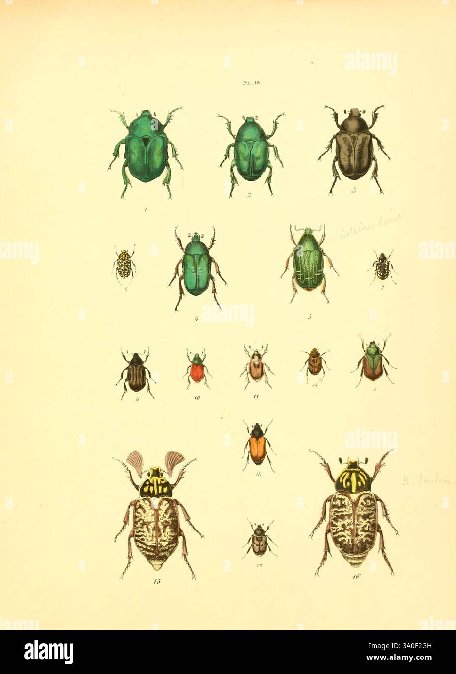 Musée entomologique illustré t.1, Paris, Rothschild, 1876-1878, beetles ...