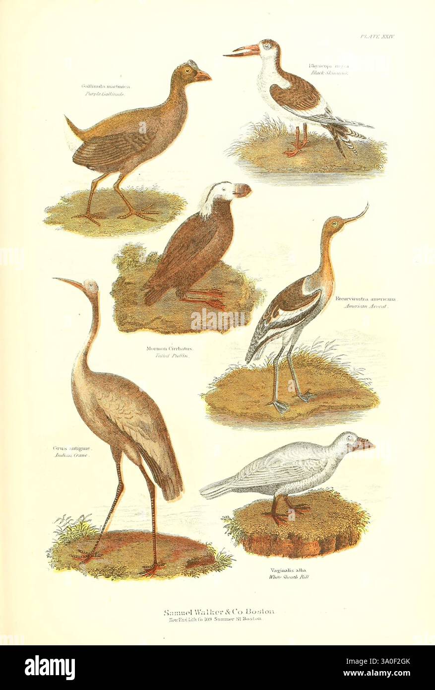The living world v.1. Boston Samuel Walker & Co. 1868-1870 c1868 ...