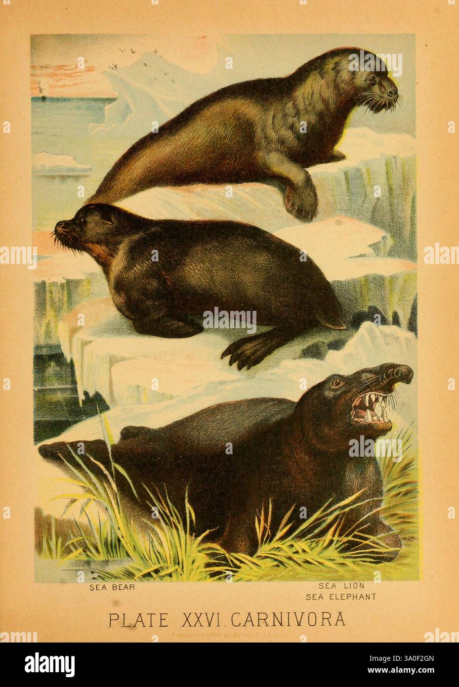 Illustration features three distinct marine mammals belonging hi-res ...