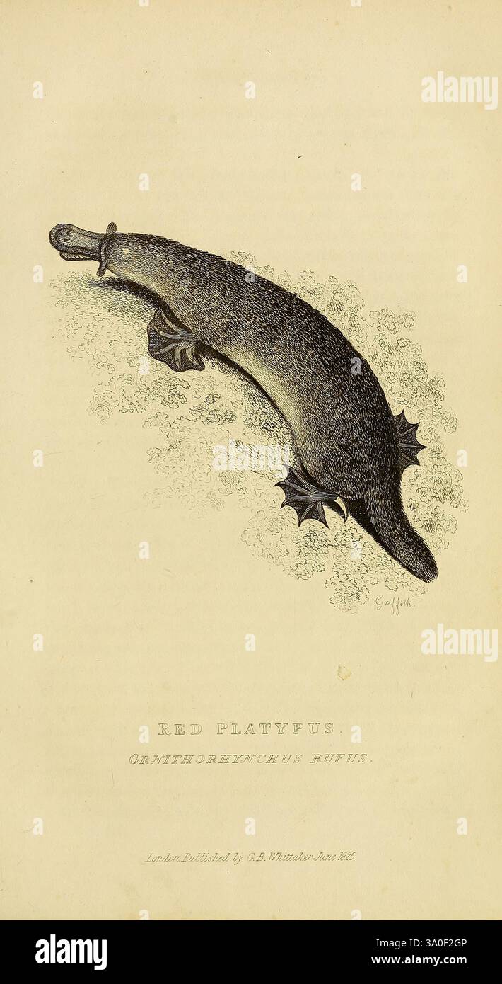 The class Mammalia, London, Printed for Geo. B. Whittaker, 1827 ...