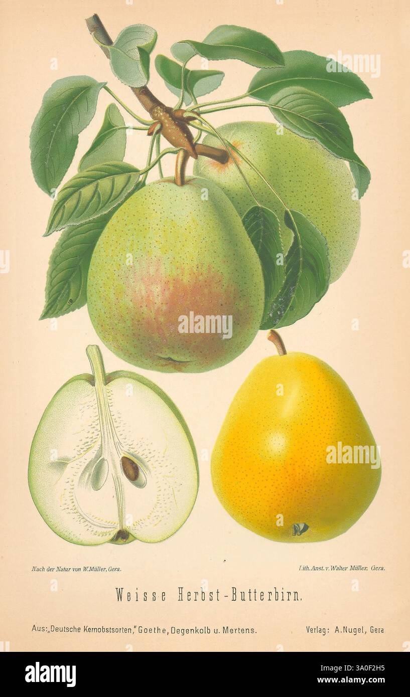 Cross section of another pear hi-res stock photography and images - Alamy