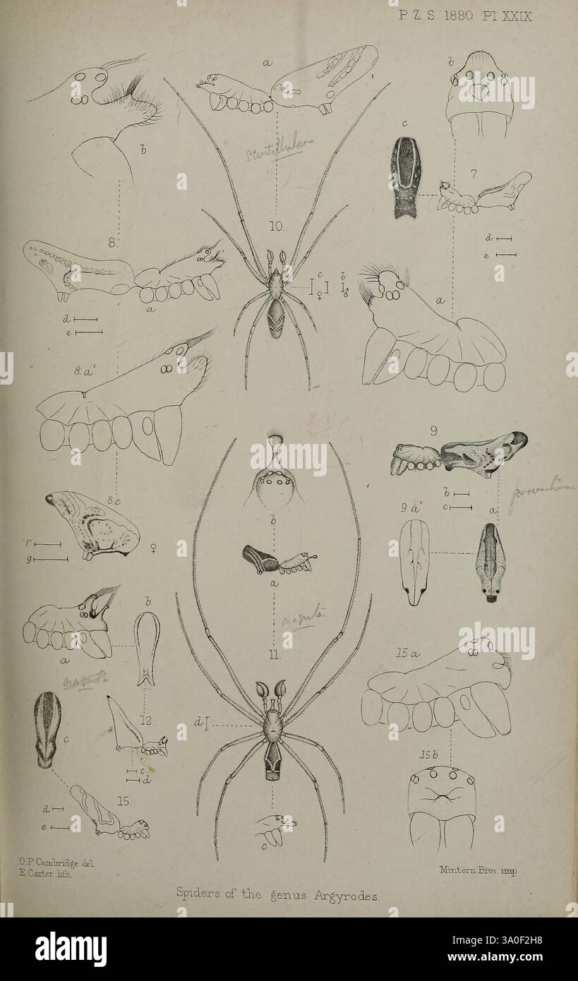 Additional drawings of related organisms hi-res stock photography and ...